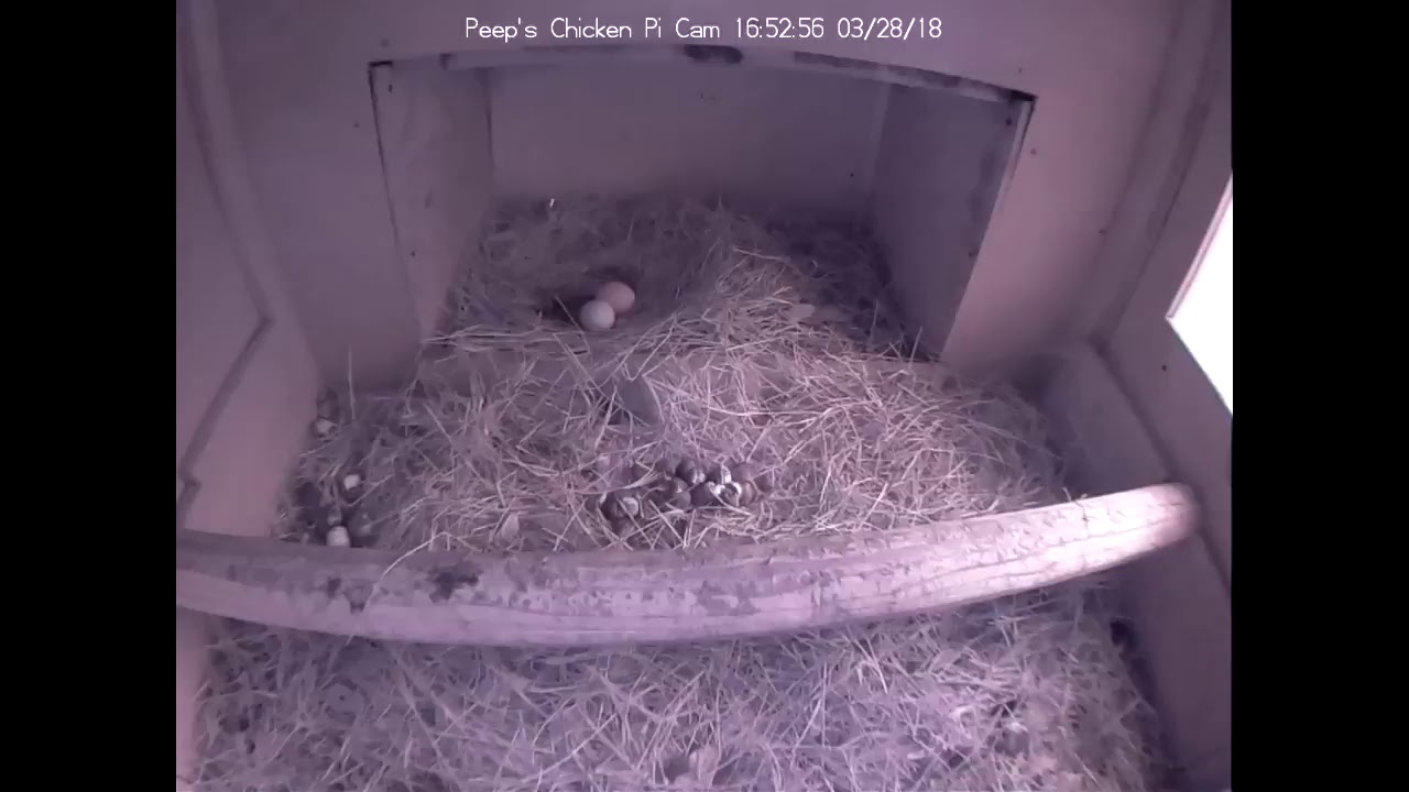 Peep's Chicken Pi Cam Live Stream - YouTube