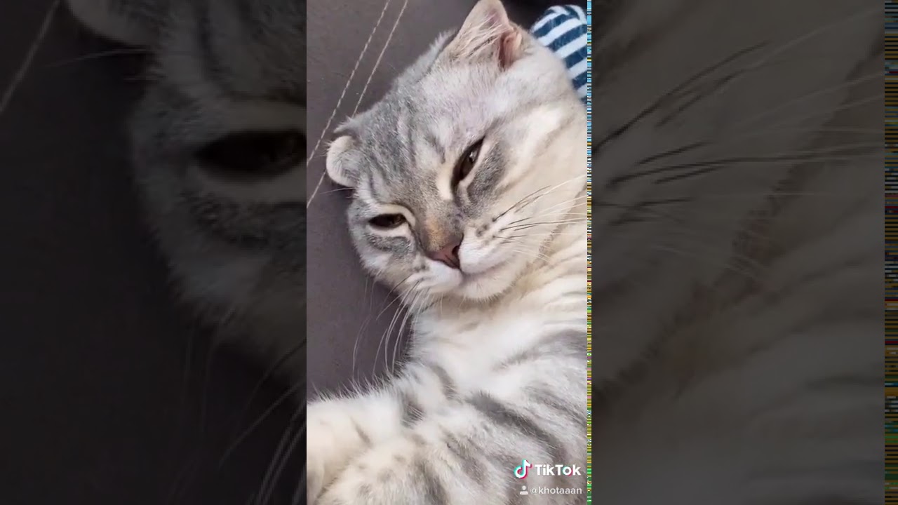 Mikey Cat TikTok - YouTube