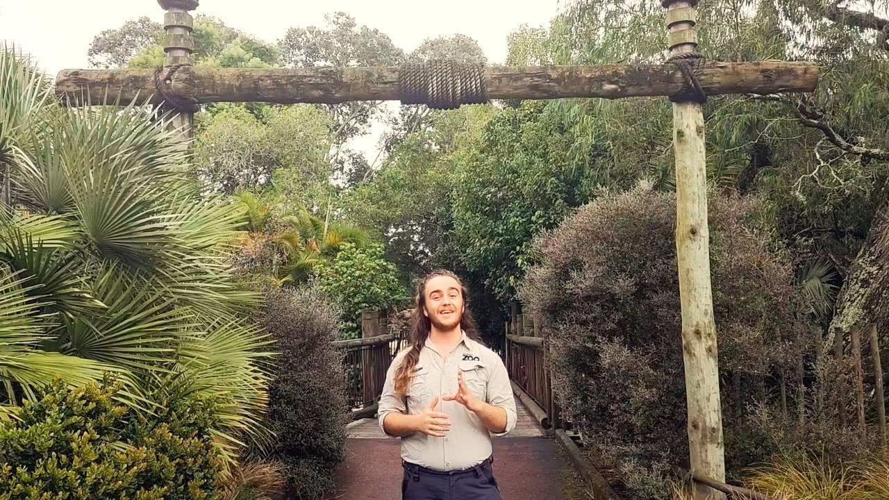 Trainee Keeper at Auckland Zoo - Carnivores - YouTube
