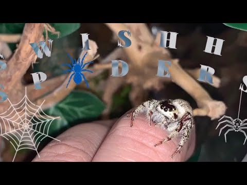 SPIDER UNBOXING! - YouTube