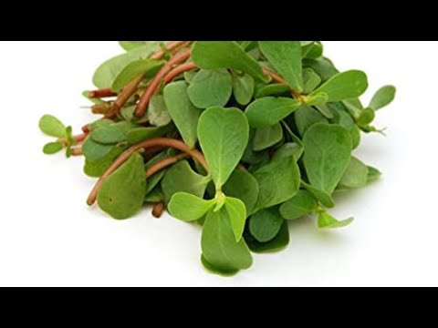 How To Grow Kulfa Saag From Seeds. How To Grow Purslane From Seeds ...