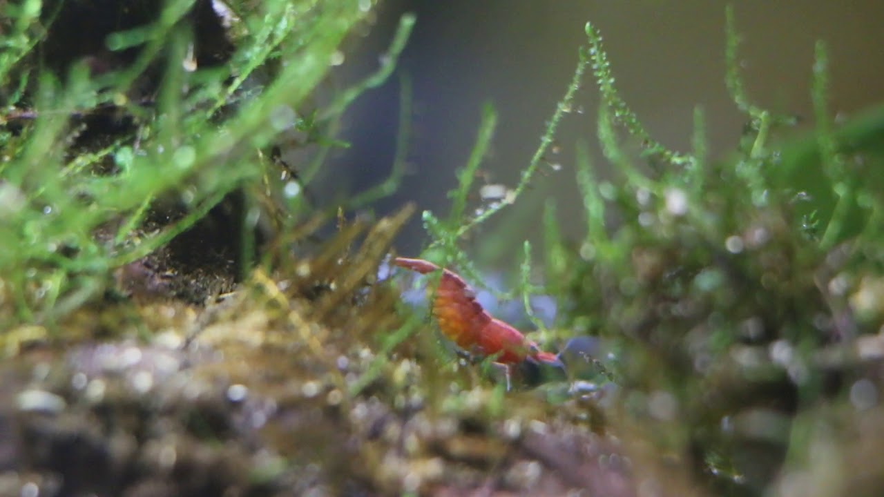 Red cherry shrimp fanning eggs with swimmerets - YouTube