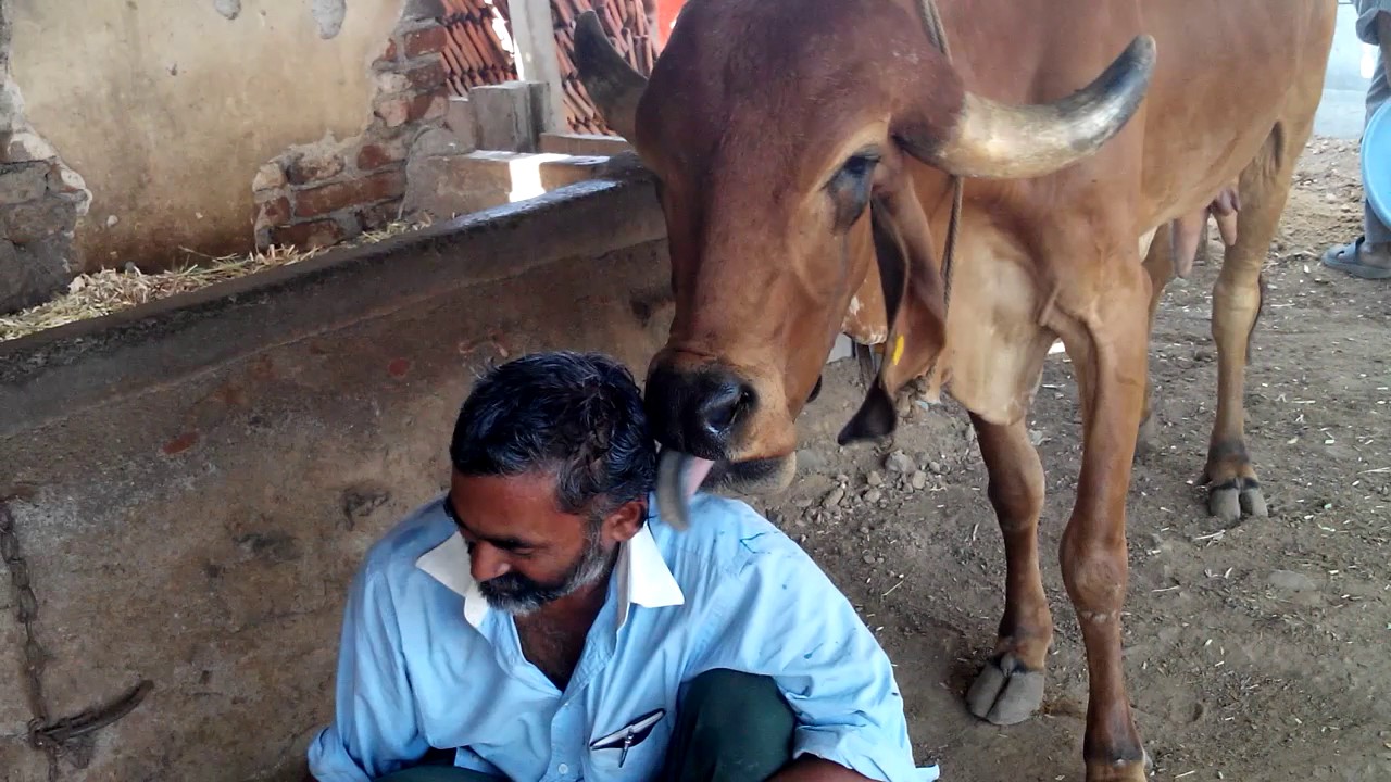 Love With Cow 9 - YouTube