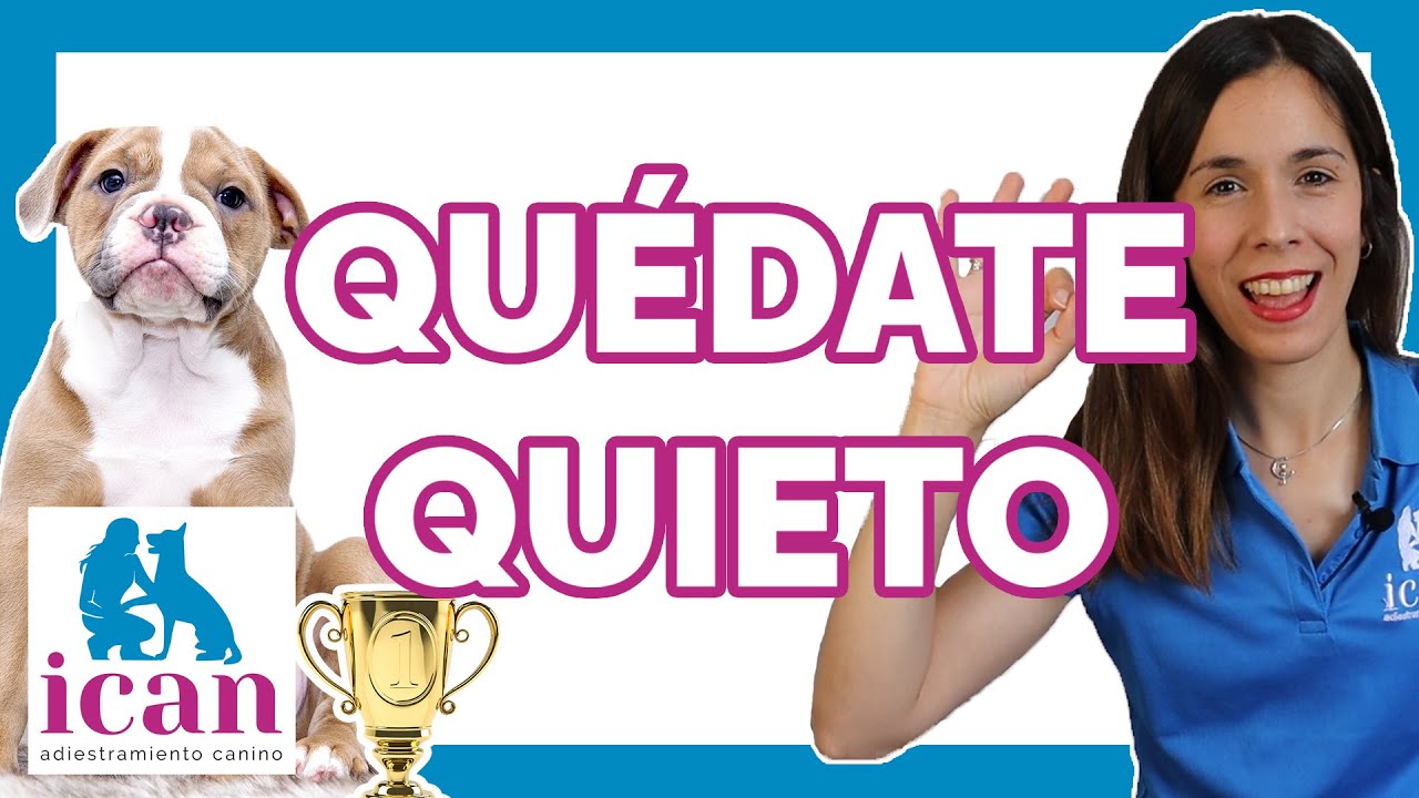 ENSEÑAR a un PERRO el QUIETO (EFECTIVO y FÁCIL) | Adiestramiento Canino ...