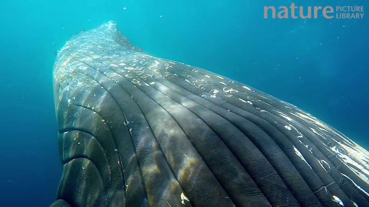 Extreme close-up of a Humpback whale, with eye looking directly at the ...