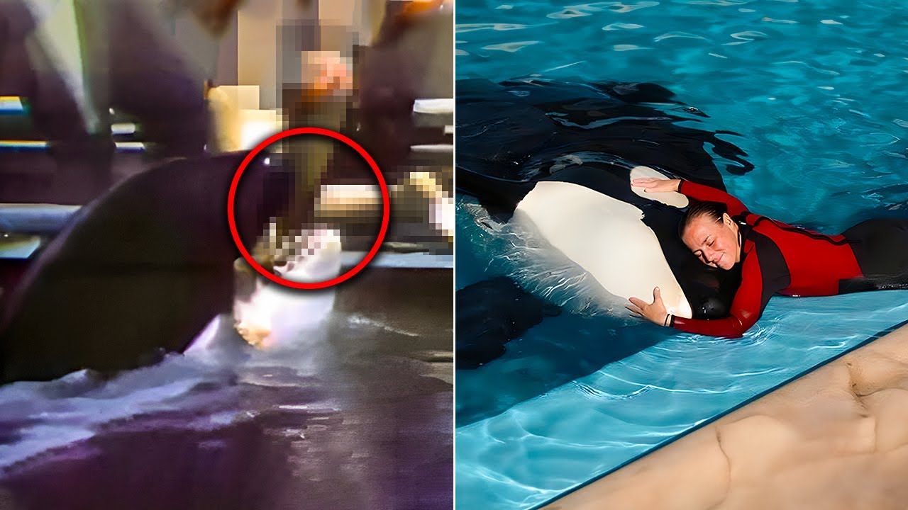The Horrific Truth Behind Shamu and Annette Eckis: 2 Episode Special ...