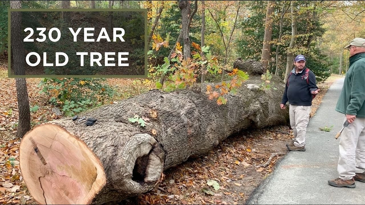 A 230-year-old Tree Falls at Mount Vernon - YouTube