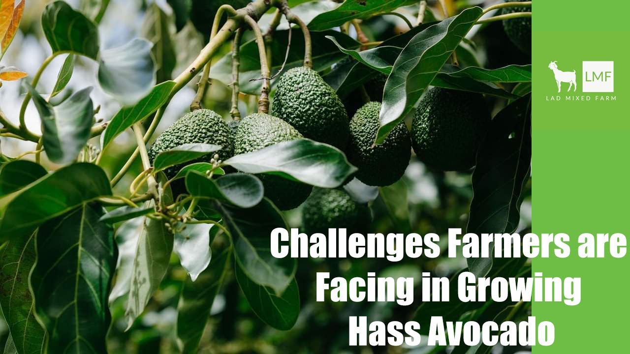 Challenges Farmers are Facing In Growing Hass Avocado - YouTube