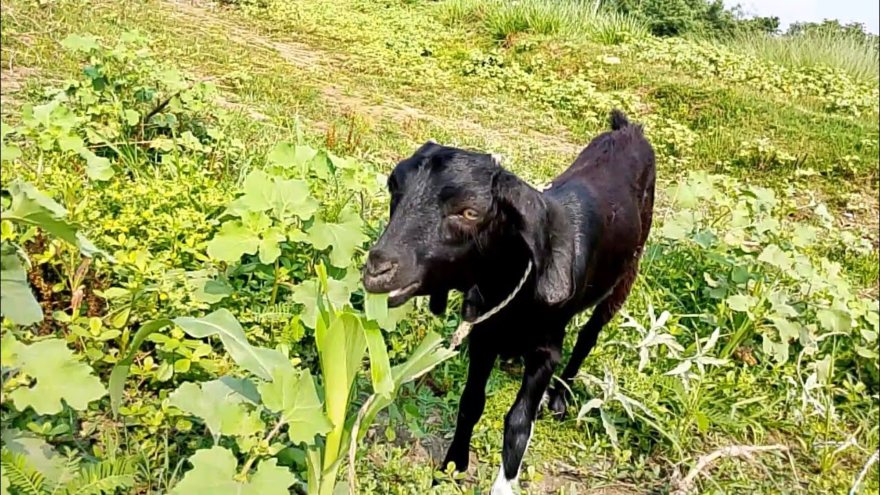 Cute Black Goat Eating Plants | Natural ASMR - YouTube