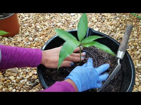 HOW TO SEPARATE AND PLANT POLYEMBRYONIC MANGO SEEDLINGS - YouTube