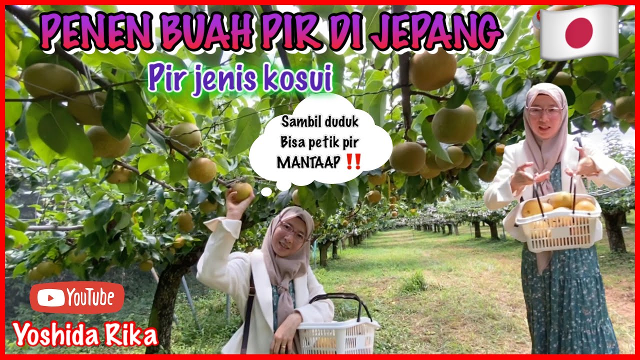 PANEN BUAH PIR JENIS KOSUI DI JEPANG‼️MANIS PAKE BANGET DEH‼️ - YouTube