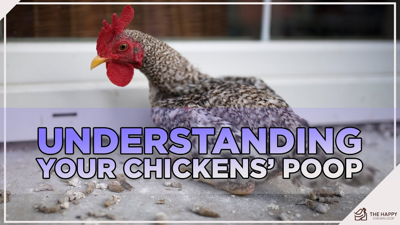 Watch Out For This! Different Types Of Chickens’ Poop - YouTube
