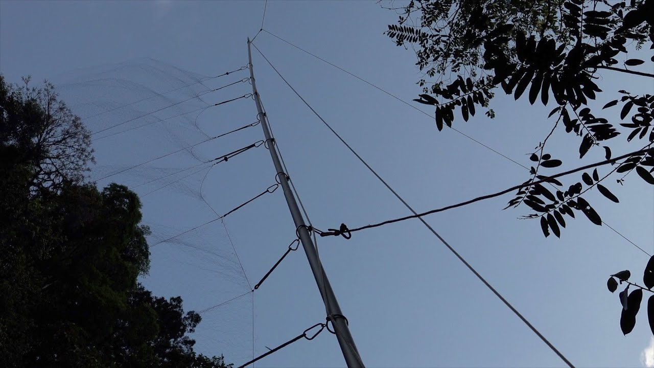 The Triple High Mist Net and the High Flying Southern Yellow Bat - YouTube