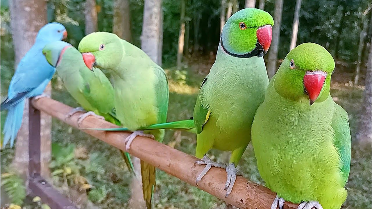 Ringneck Parrot Voice Talking | Parrot Talking Sounds | Parrot Natural ...
