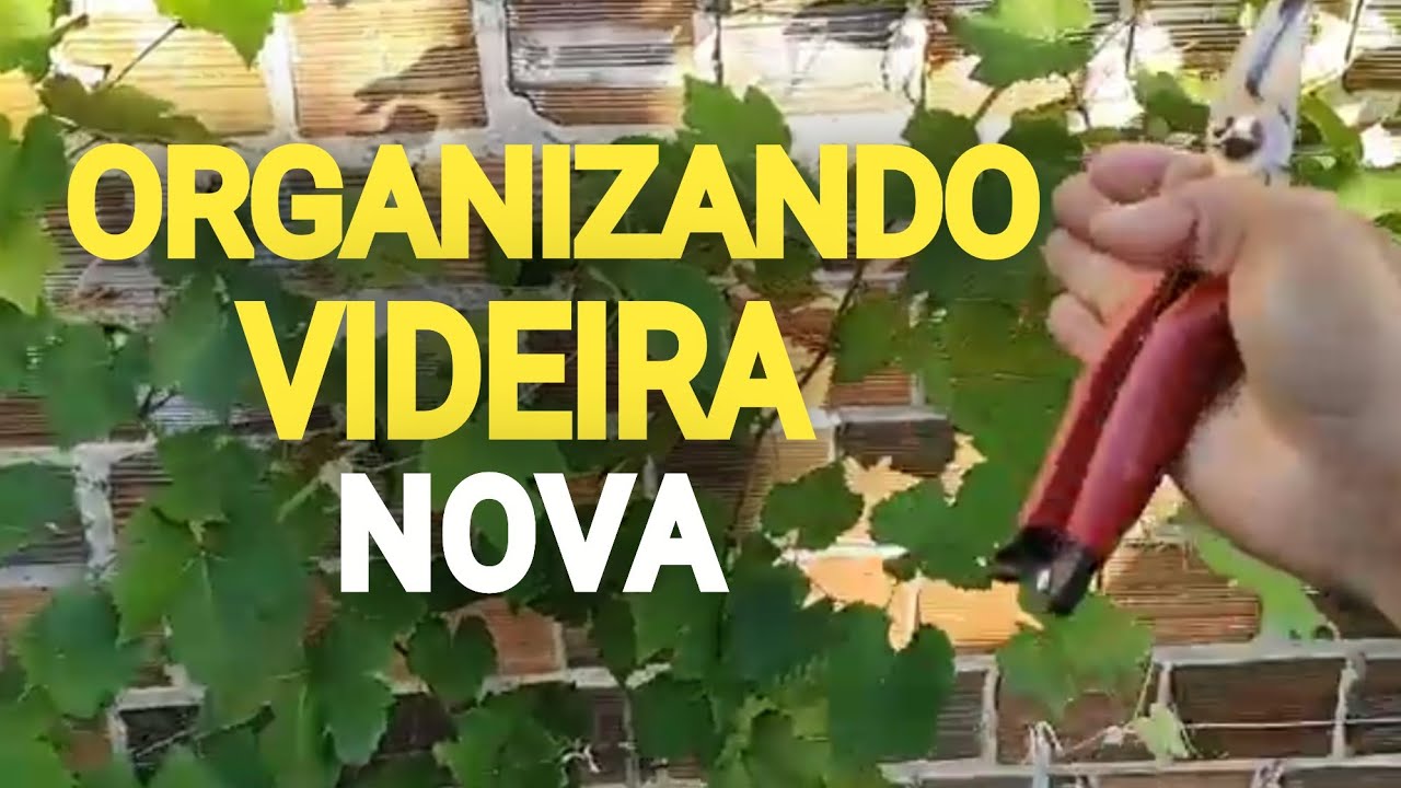 Organizando VIDEIRA NOVA na Espaldeira - YouTube