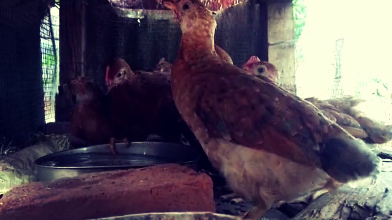 Native Fowl | Slo-mo video | Subscribe | RockFort Pets - YouTube