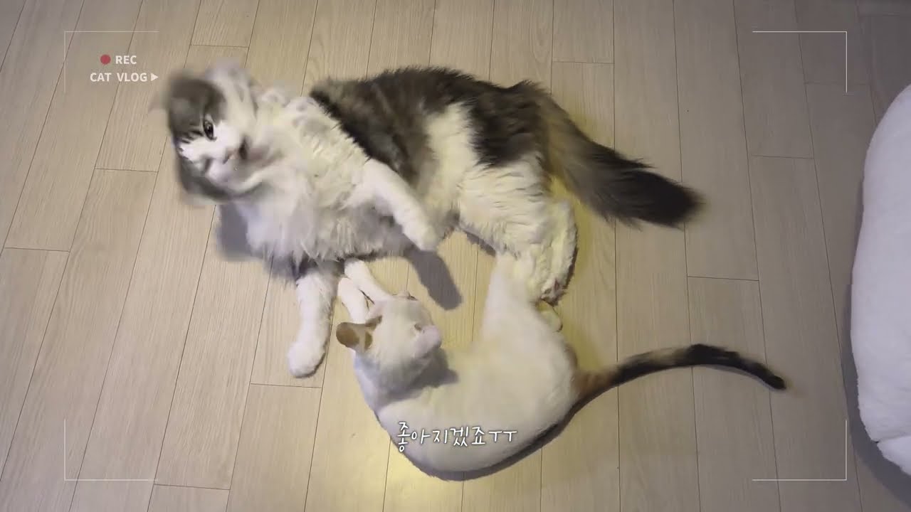 [CAT VLOG] EP.2 가깝고도 먼 사이, 언제쯤 친해질래ㅠㅠ? I 고양이 일상 🐈 - YouTube