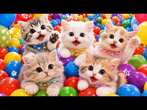 ANAK KUCING MEONG MEONG | Lagu Anak Anak | Lagu Anak Indonesia Populer Si Meong Kucing Lucu