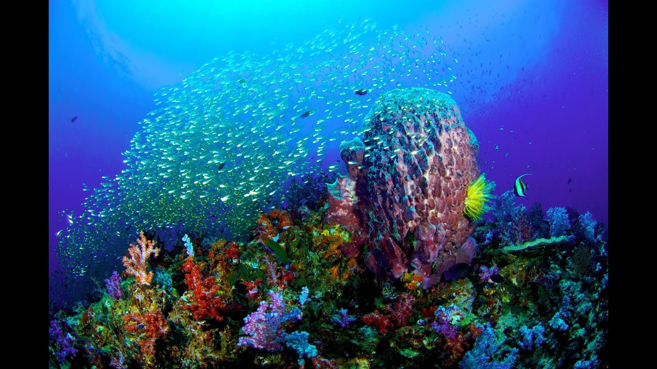 School of Fish Dancing in Mexico in 4K - YouTube