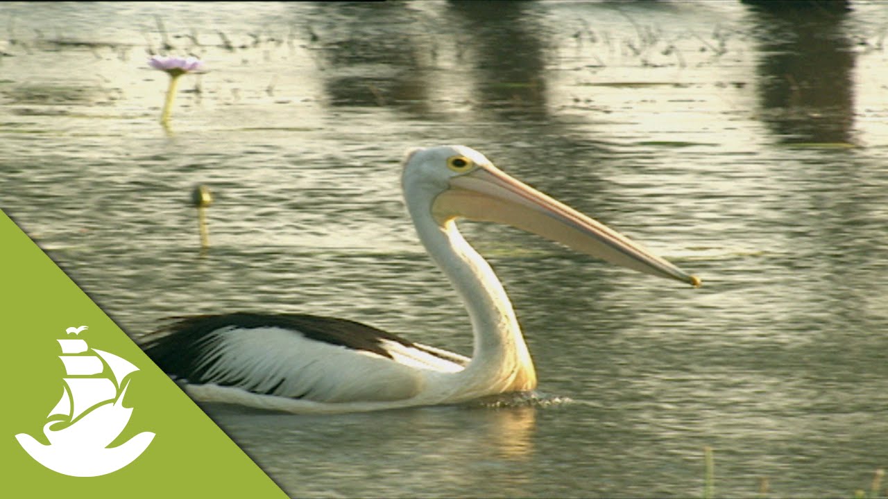 Pelicans beak - YouTube
