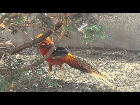 AUSTRALIA - CANBERRA - WALK IN AVIARY