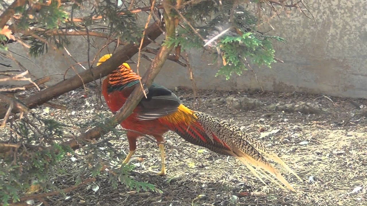 AUSTRALIA - CANBERRA - WALK IN AVIARY - YouTube