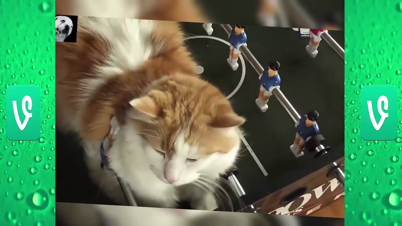 BEST CAT VINE COMPILATION - WILL MAKE YOU LAUGH :) - YouTube