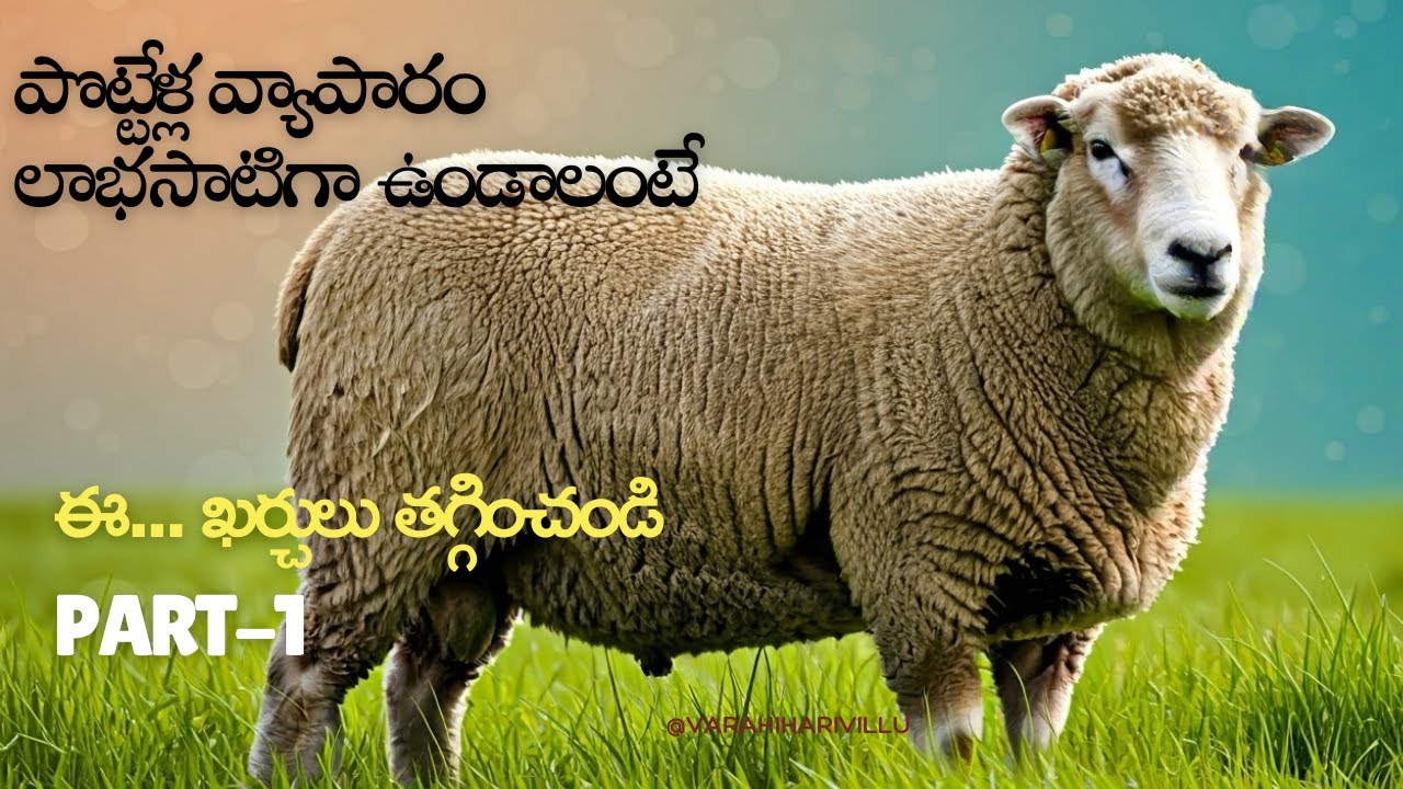 పొట్టేలు వ్యాపారం పెట్టే ముందు ఇవి తెలుసుకోండి #pottellu #sheep # ...
