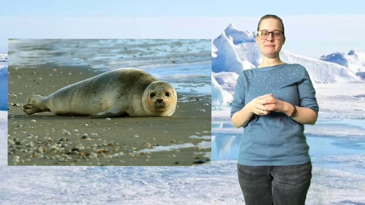 NGT les over dieren van de noordpool en zuidpool - YouTube