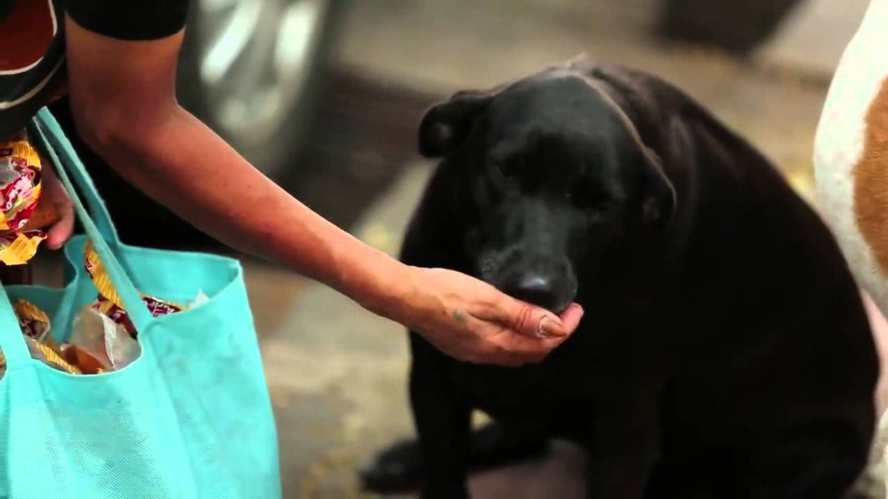 Roadside Romeo - Street Dogs - YouTube