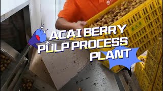 acai berry pulp process plant