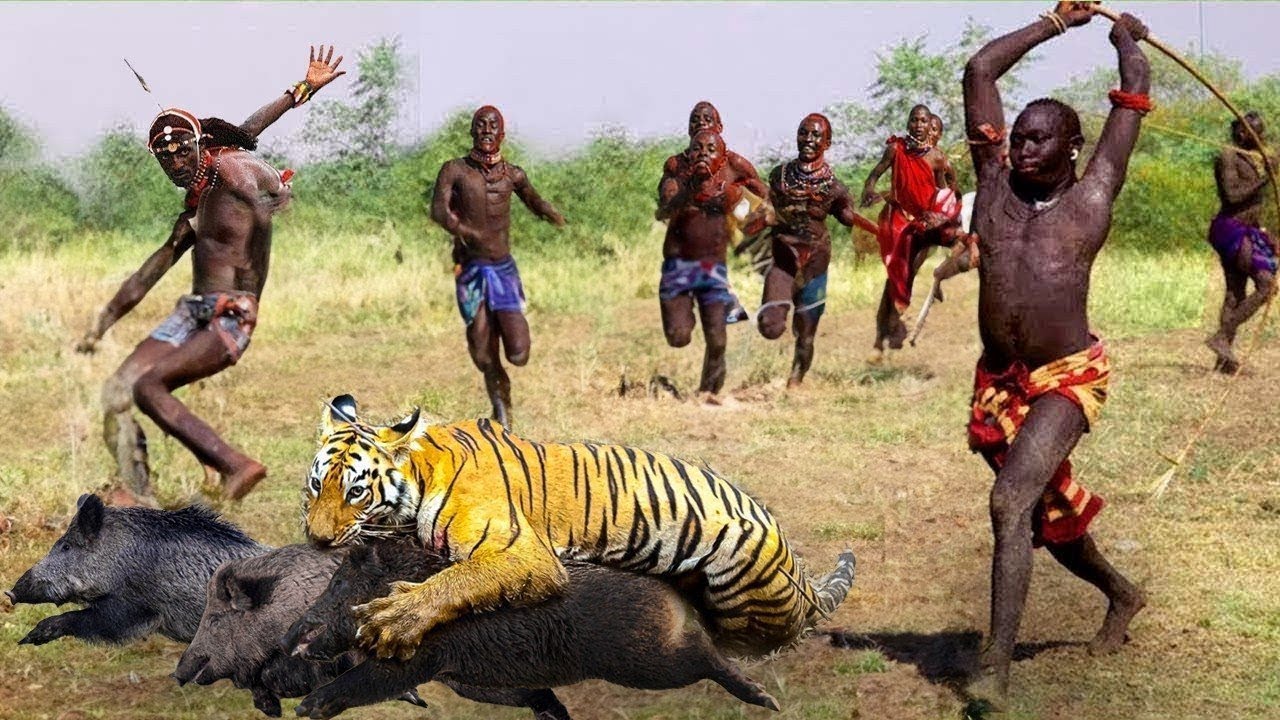 The Hungry Tiger Ventures Into The Maasai's Territory To Hunt For Prey ...