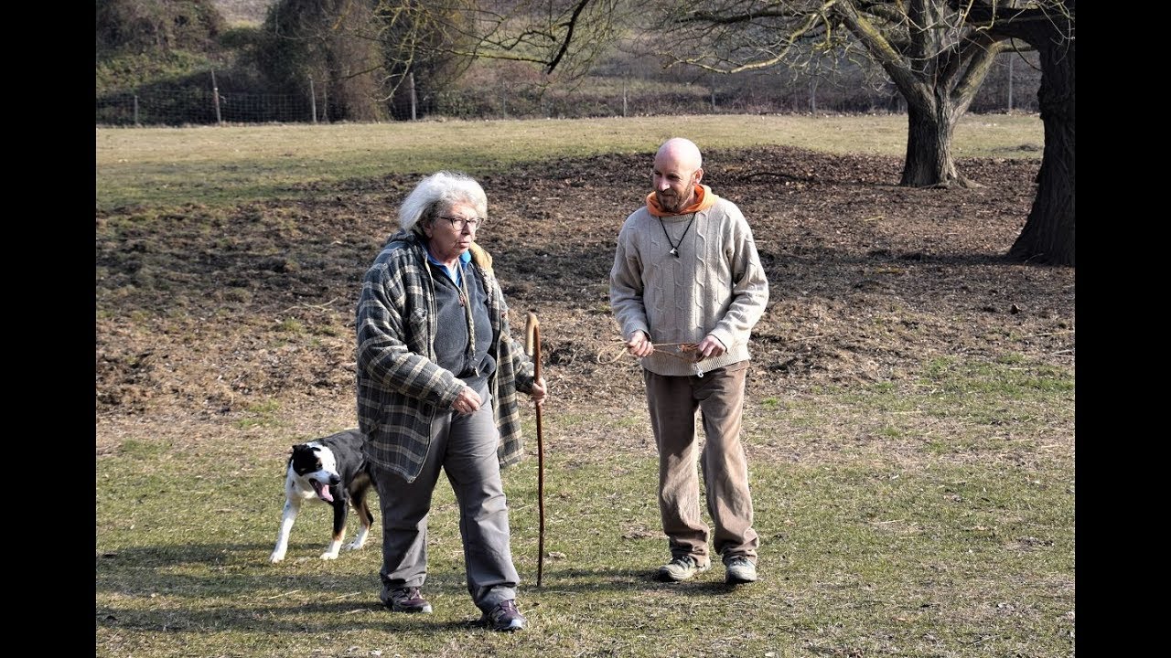 Allenamenti sheepdog da Laura Piperno - YouTube