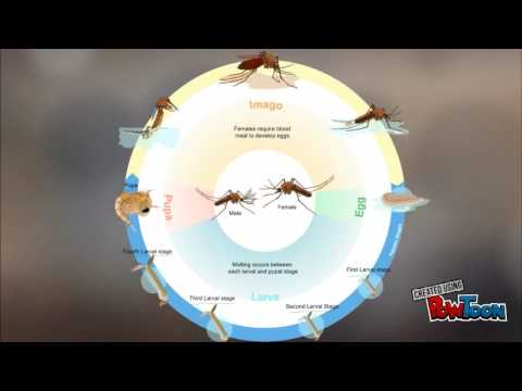 LIFE CYCLE OF CULEX MOSQUITO - YouTube