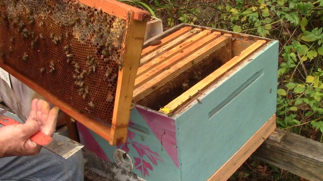 MVI 1218 This is what may happen to your hive if you don't check your hive - YouTube