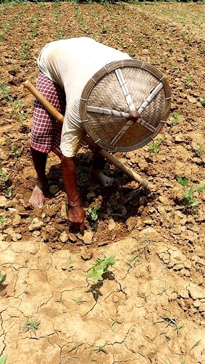 Taking Care of Cowpea Field (Weeding) #shorts - YouTube