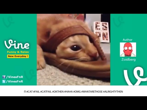 Hot viral video - Cat fails viral video very funny - Try not to laugh challenge