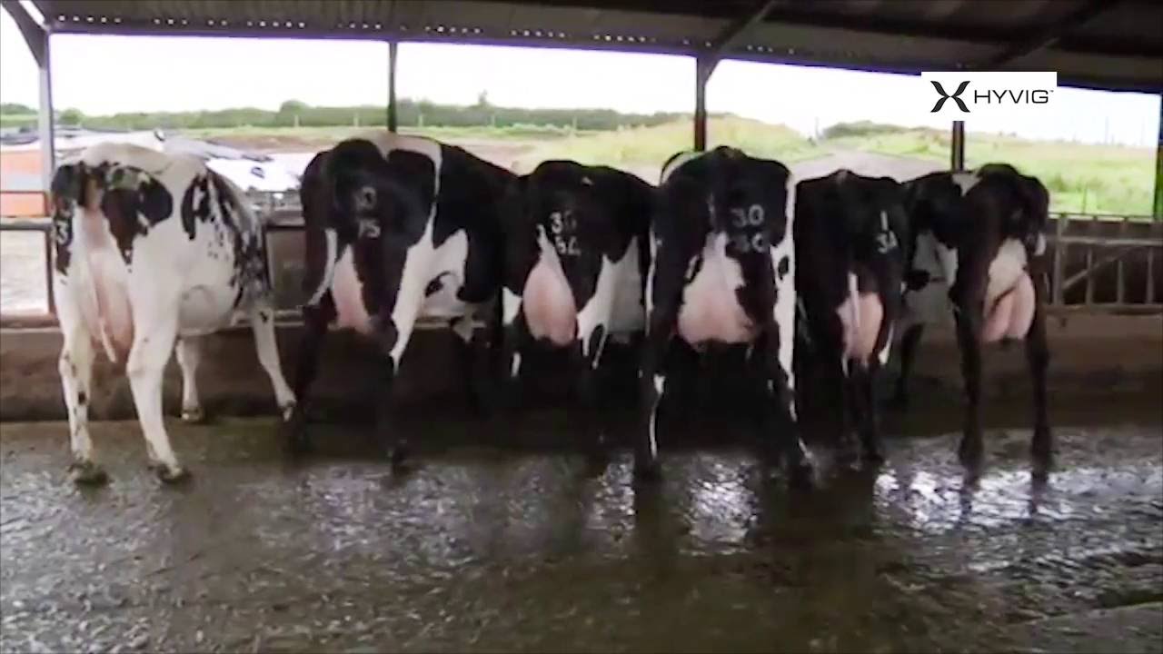 Norwegian Red crossbred dairy cows in the UK. - YouTube