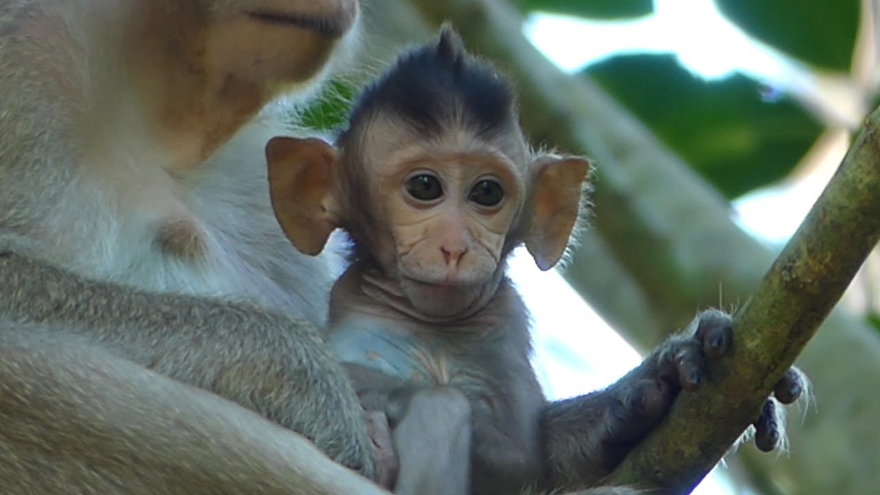 Very Strang ears baby monkey NATHAN is so gentle after got comfortable ...
