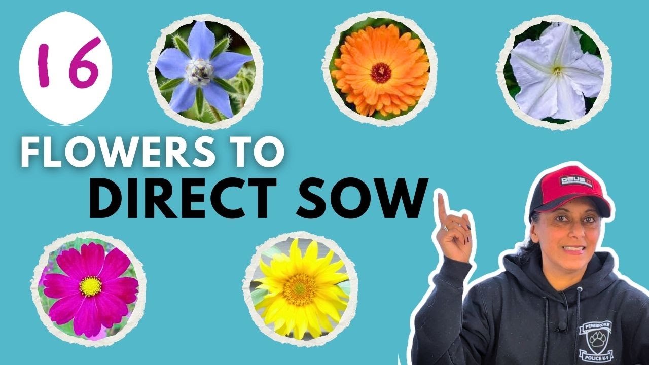 16 Flowers ANYONE Can Grow! Direct Sowing Annual Seeds - YouTube