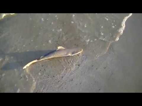 Shark and Toadfish Sabine Pass - YouTube