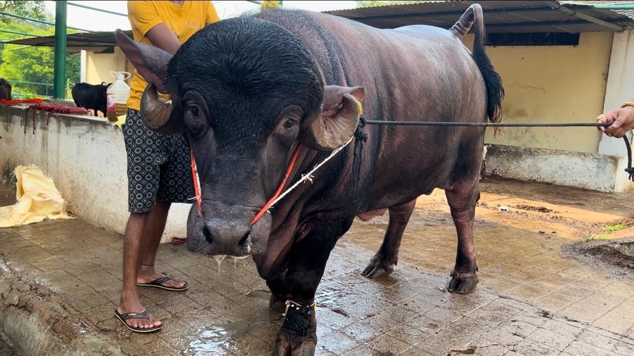 Khairatabad Madhu Yadav Bulls Getting ready for Sadar festival 2022 ...