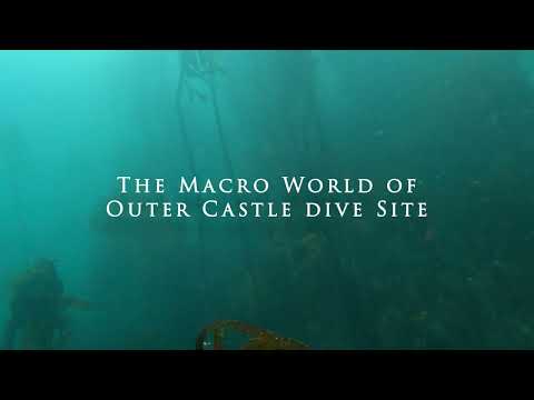 The Macro World of Outer Castle Dive Site