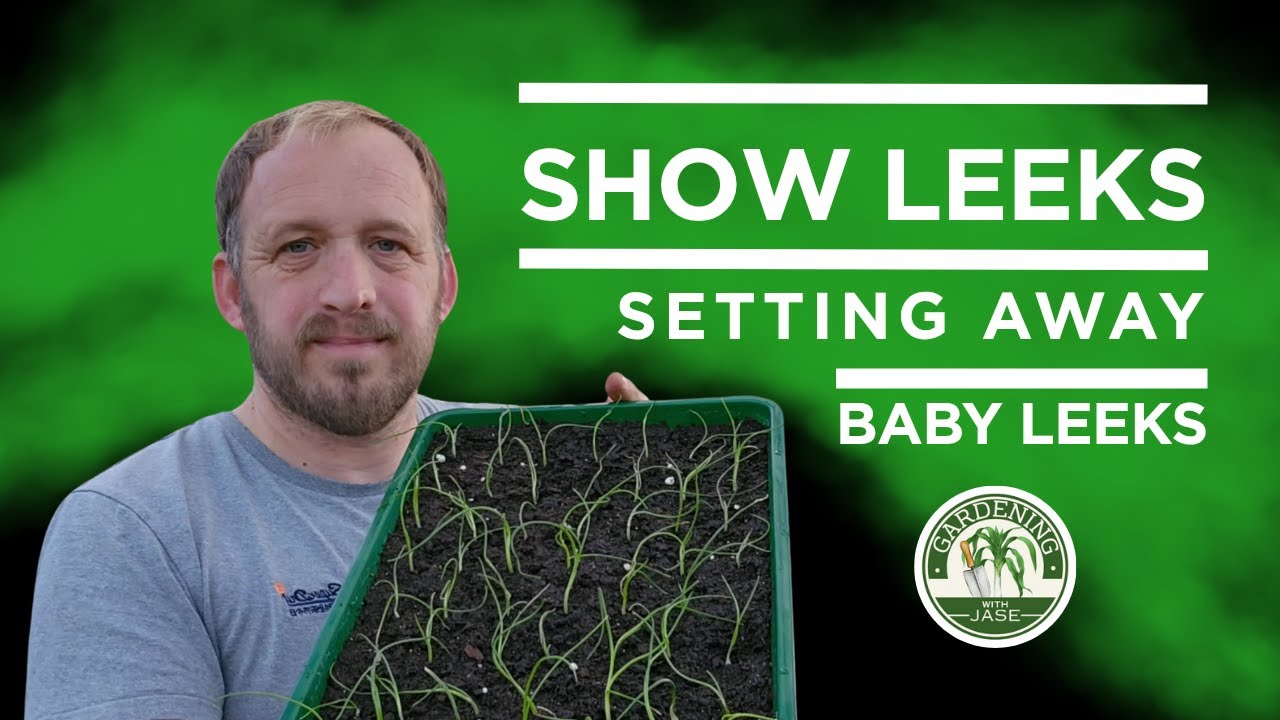 How to grow show leeks vol 2....setting away baby leeks - YouTube