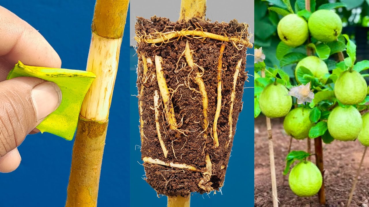 Best Idea_ Unique skill of Grafting Guava | How to graft in Guava tree ...