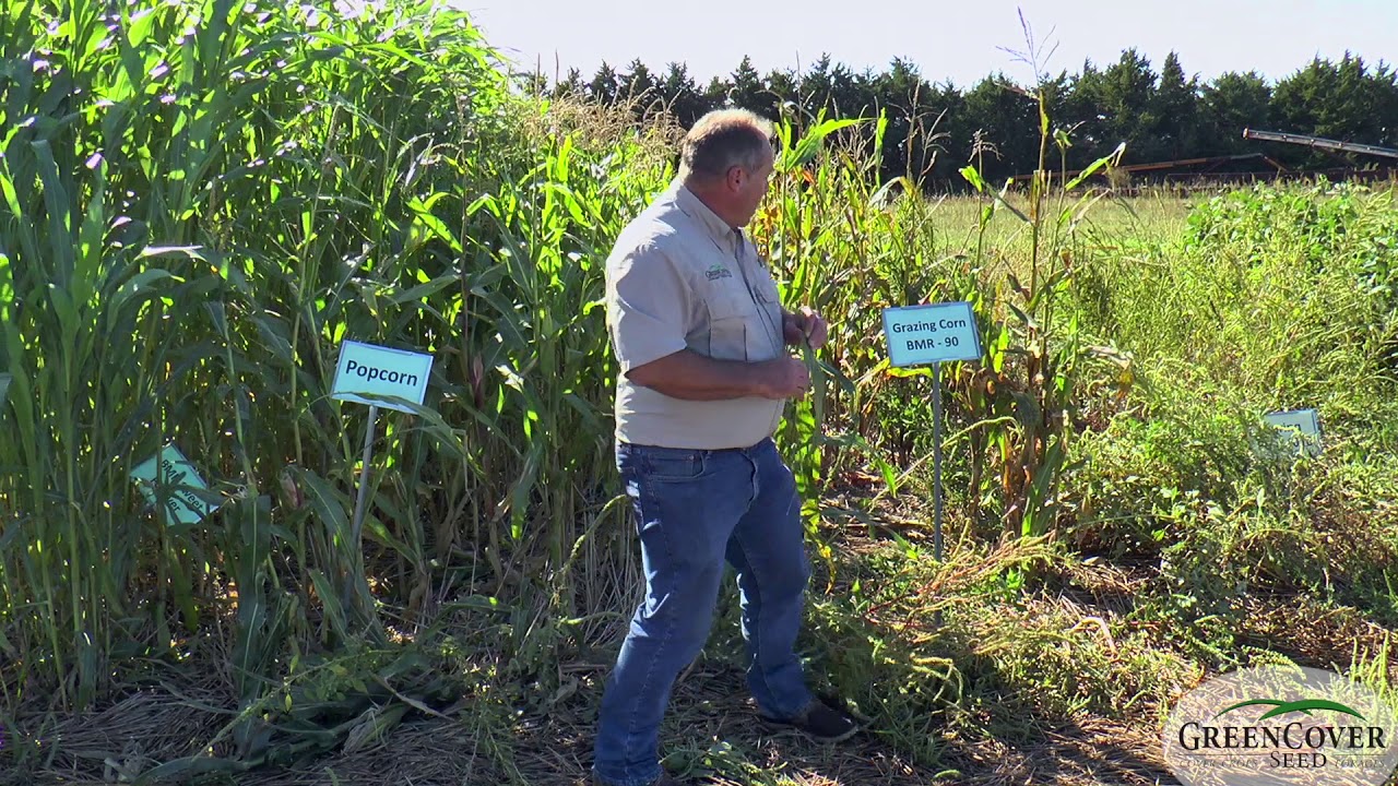 Corn - Test Plots 2019 - YouTube