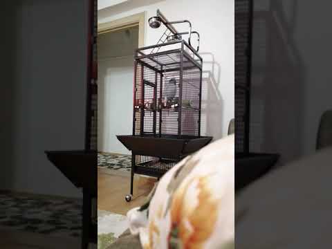 Konuşan - Şarkı Söyleyen Dişi Jako Papağanı