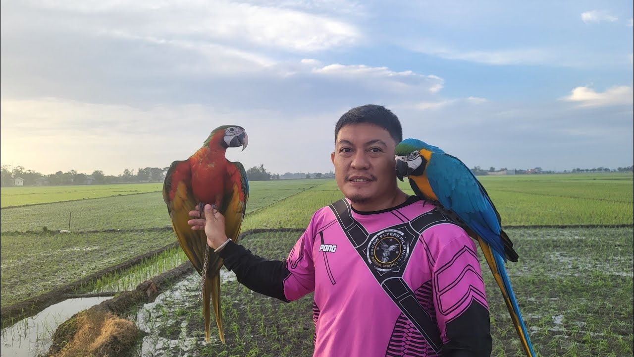 hala! ano ngyari sa ruby macaw 😥😥😥 - YouTube