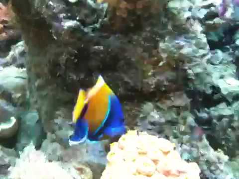 My 2ft reef tank - YouTube
