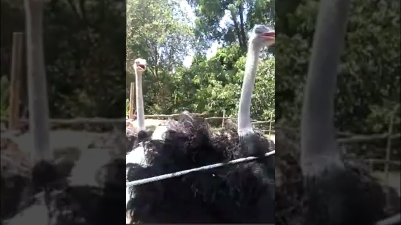 Fun show Ostrich vs Human / running race #viral #funny #short - YouTube